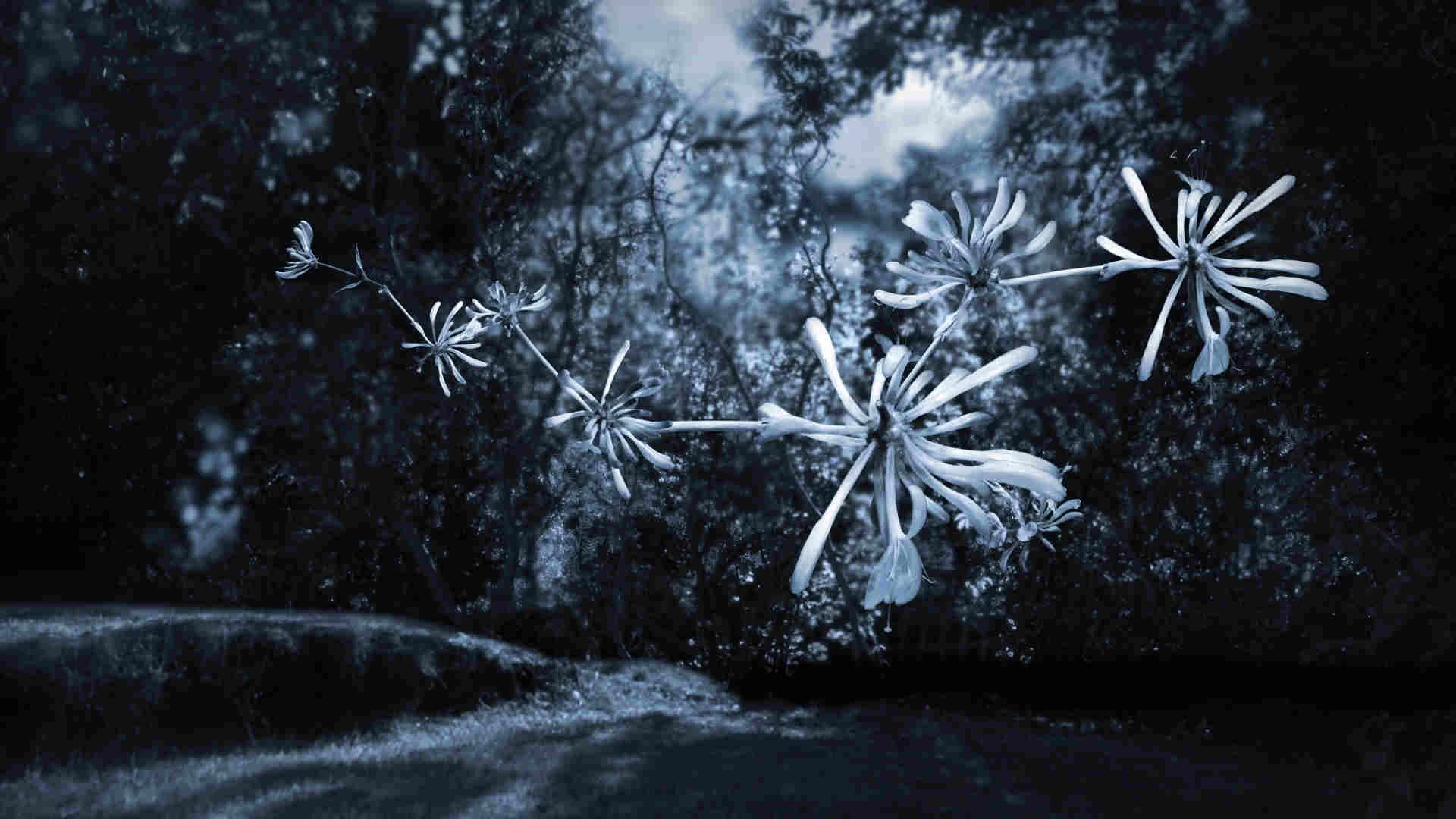 Landscape Is the Lens Through Which I See the World: Interview with ...